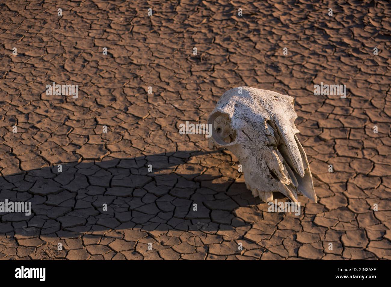 Weathered cattle skull lying in a parched wasteland with cracked earth ...