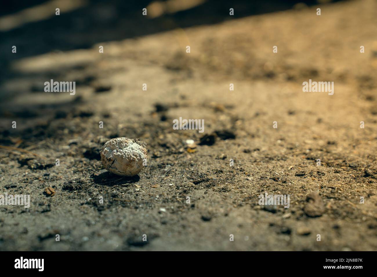 Dry white chicken poop close-up. chicken manure Stock Photo - Alamy