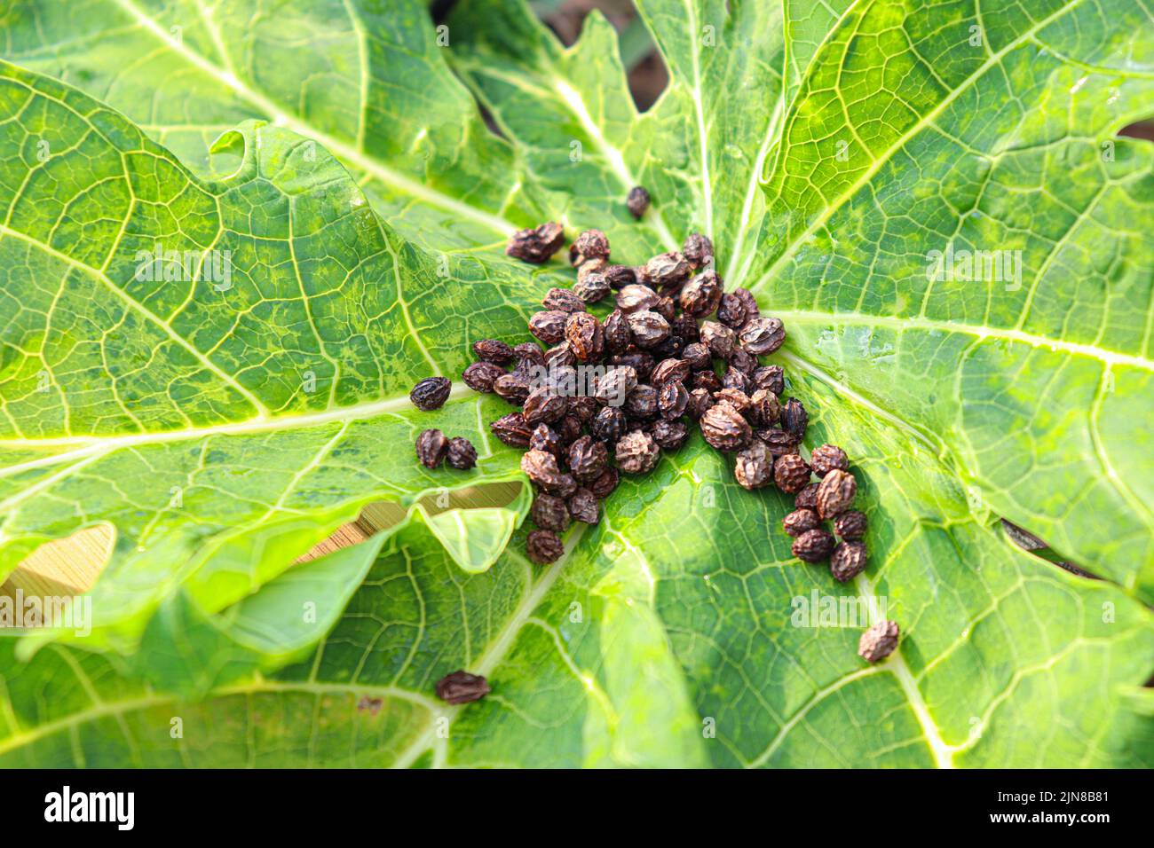 Papaya seed hi-res stock photography and images - Alamy