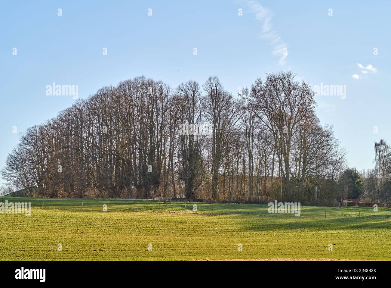 Forest and trees in very early spring - Denmark. A photo of forest ...