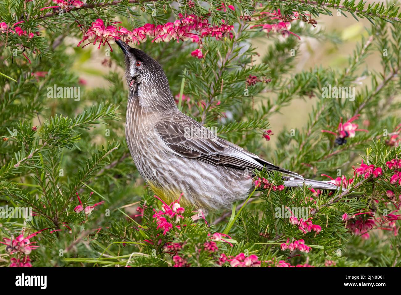 Red Wattle Bird Feeding on Rosemary Grevillea nectar Stock Photo - Alamy