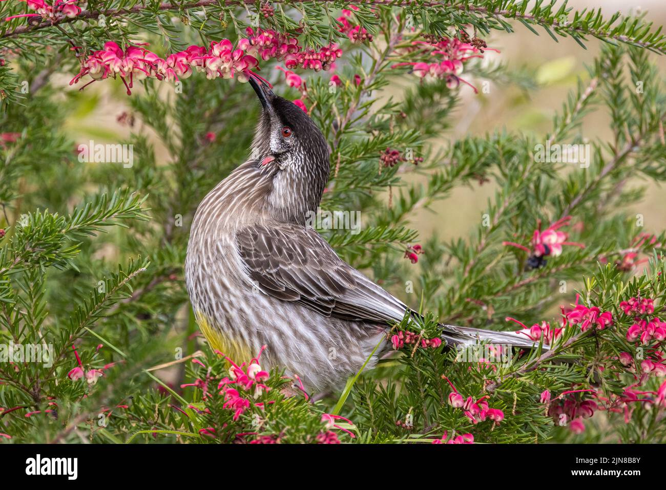 Red Wattle Bird Feeding on Rosemary Grevillea nectar Stock Photo - Alamy