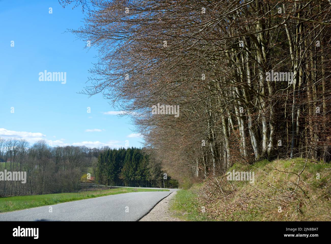 Forest and trees in very early spring - Denmark. A photo of forest ...