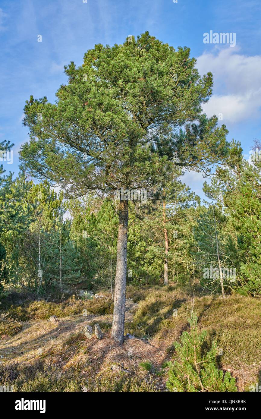 Forest and trees in very early spring - Denmark. A photo of forest ...
