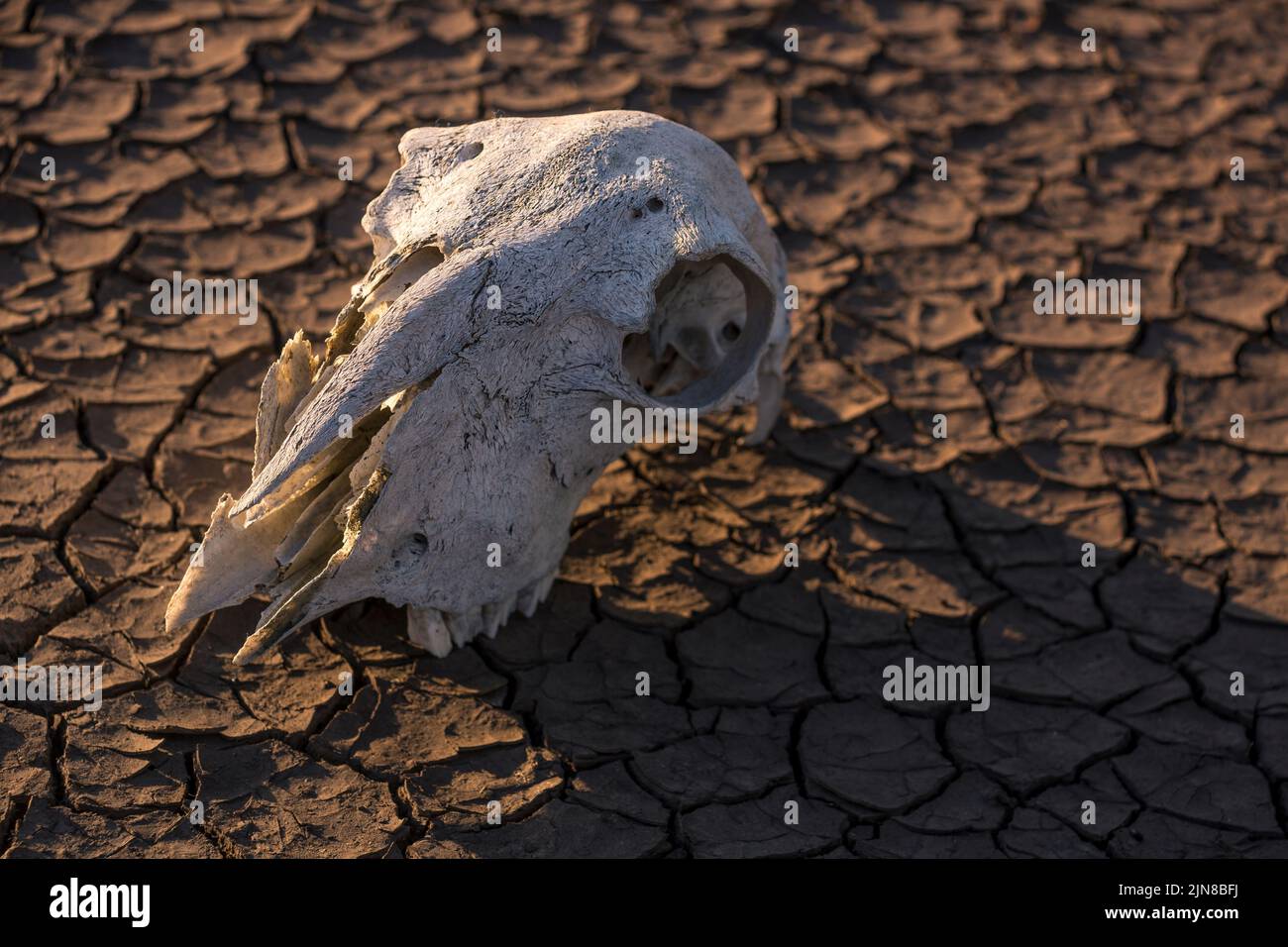Weathered cattle skull lying in a parched wasteland with cracked earth ...