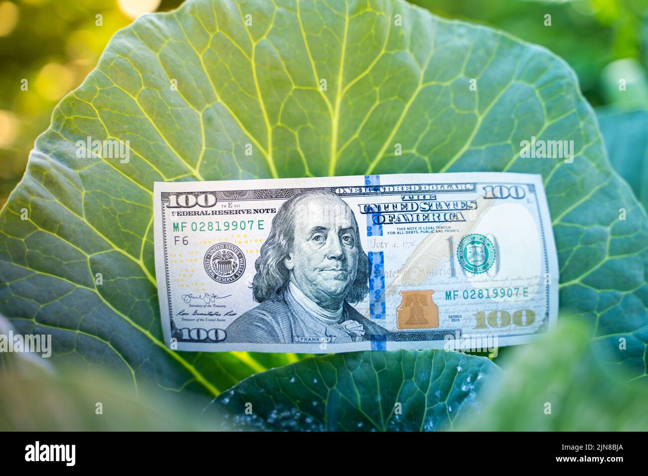One hundred dollar bill on a growing white cabbage in a garden bed ...