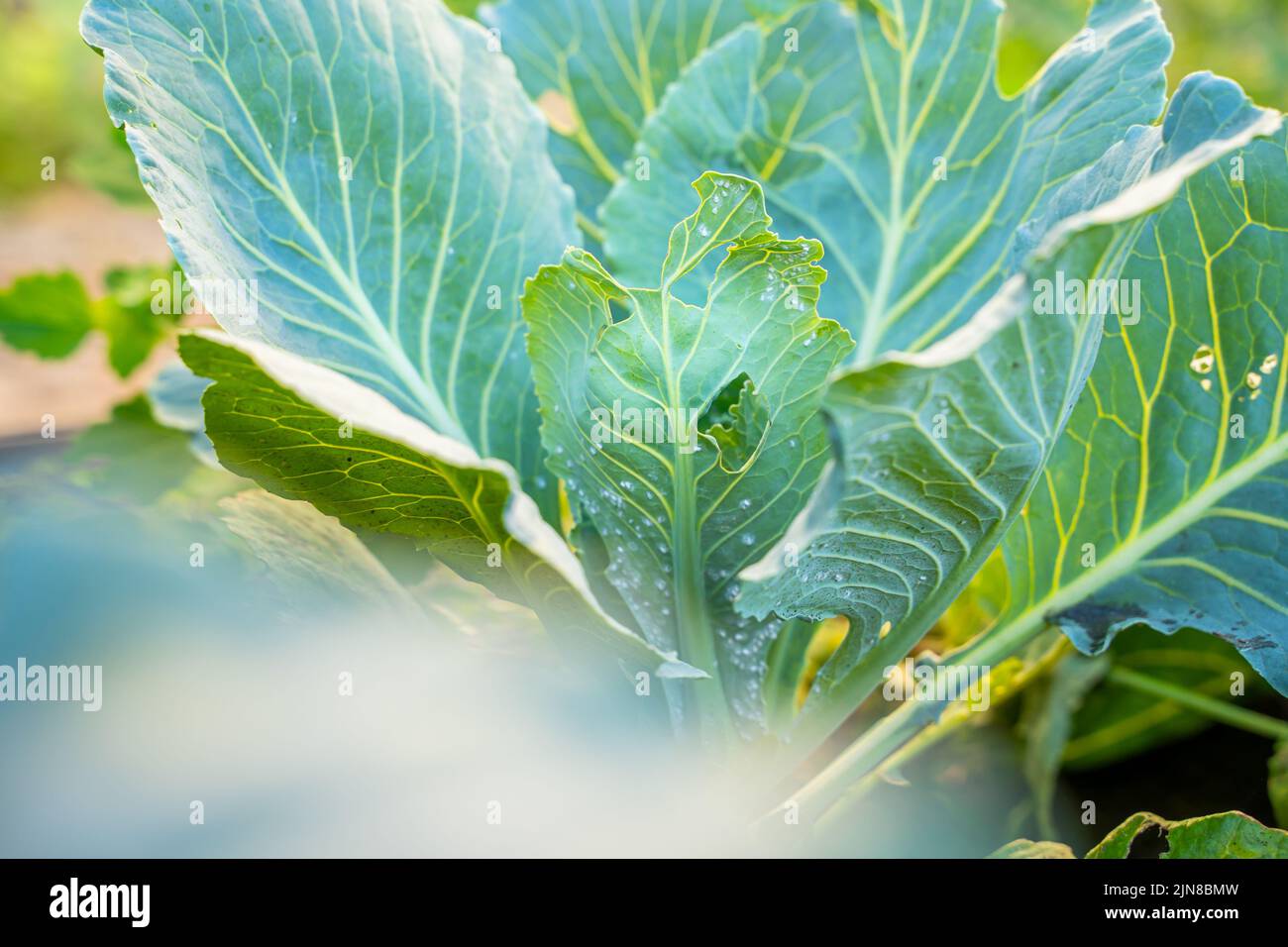A leaf of a growing white cabbage is infested with whiteflies close-up ...
