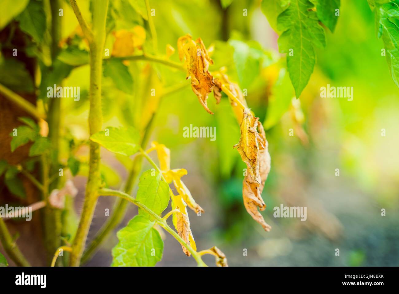 The leaves of a growing tomato are infected with phytophthora close-up ...