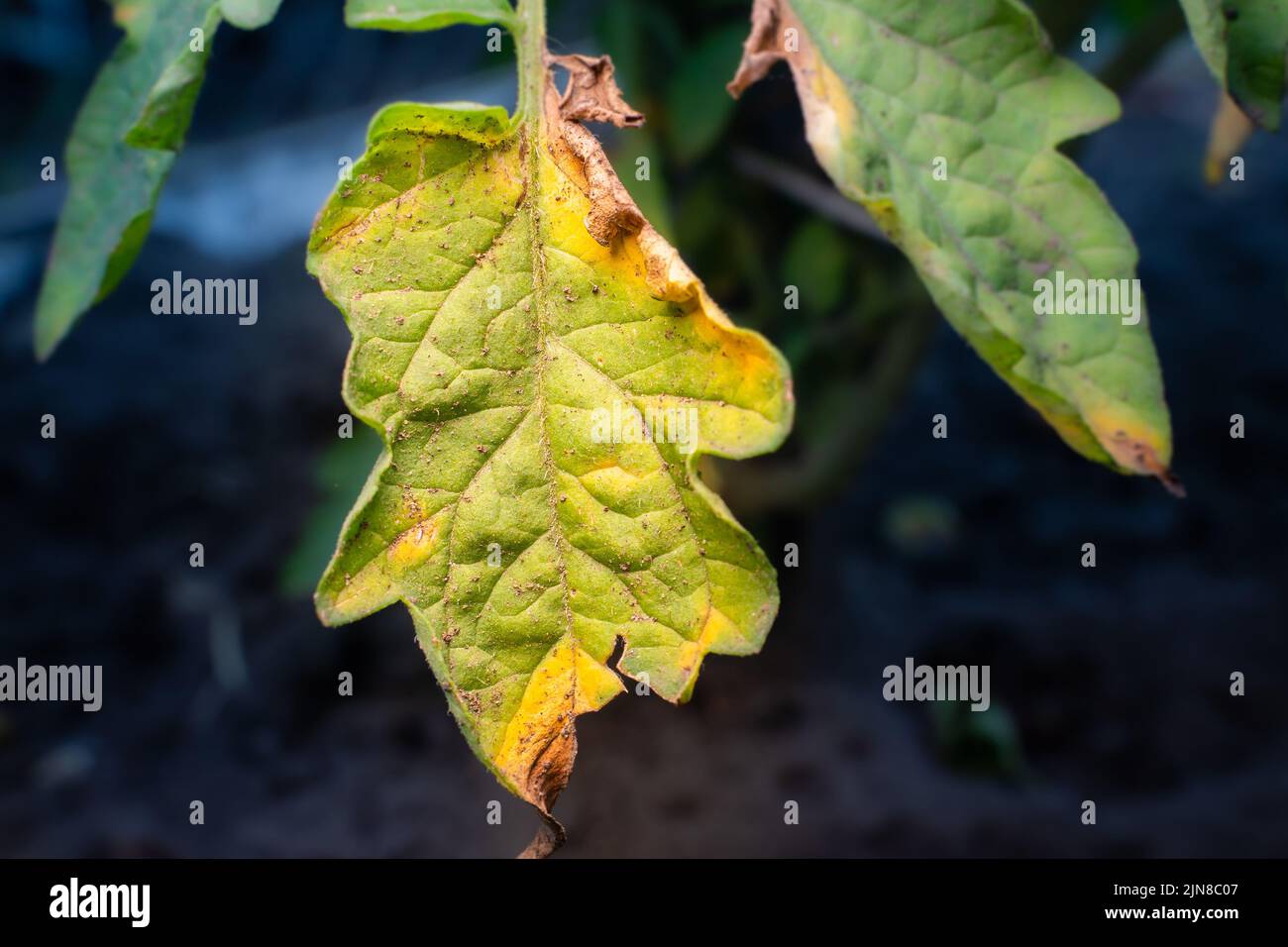 The leaves of a growing tomato are infected with phytophthora close-up ...