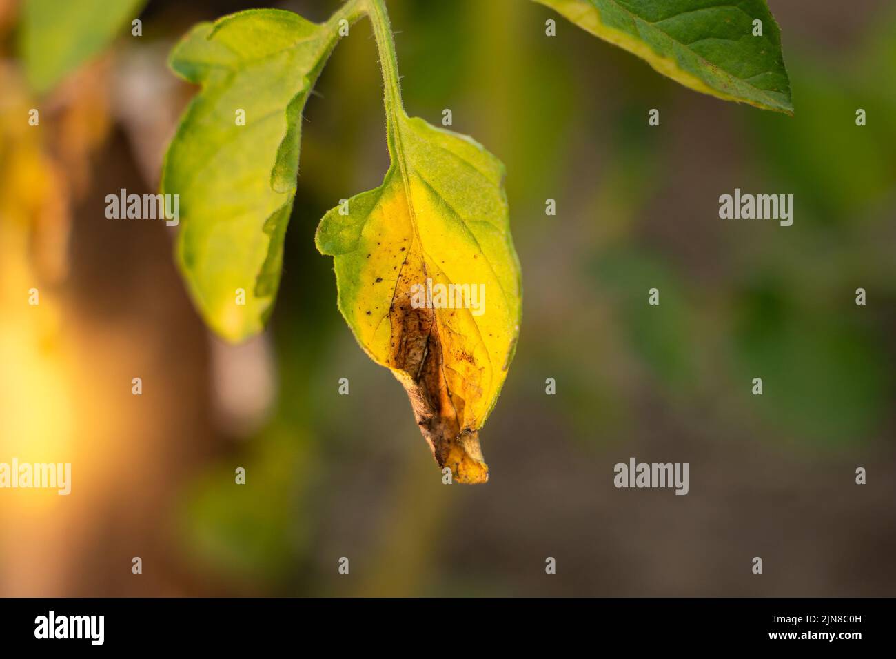 The leaves of a growing tomato are infected with phytophthora close-up ...