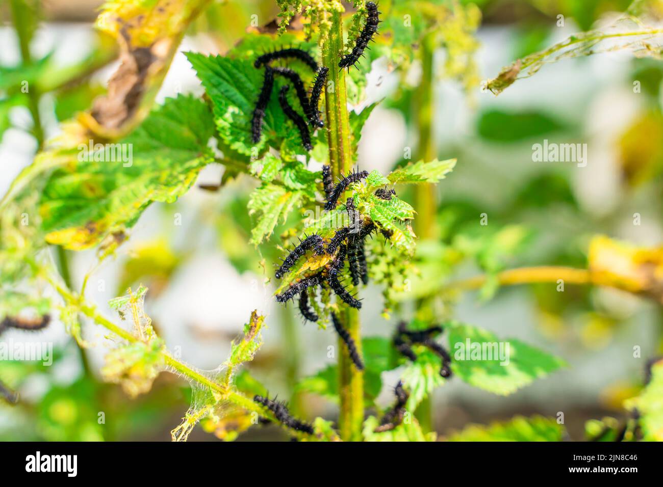 Black caterpillar of a peacock butterfly on a nettle close-up. A black ...