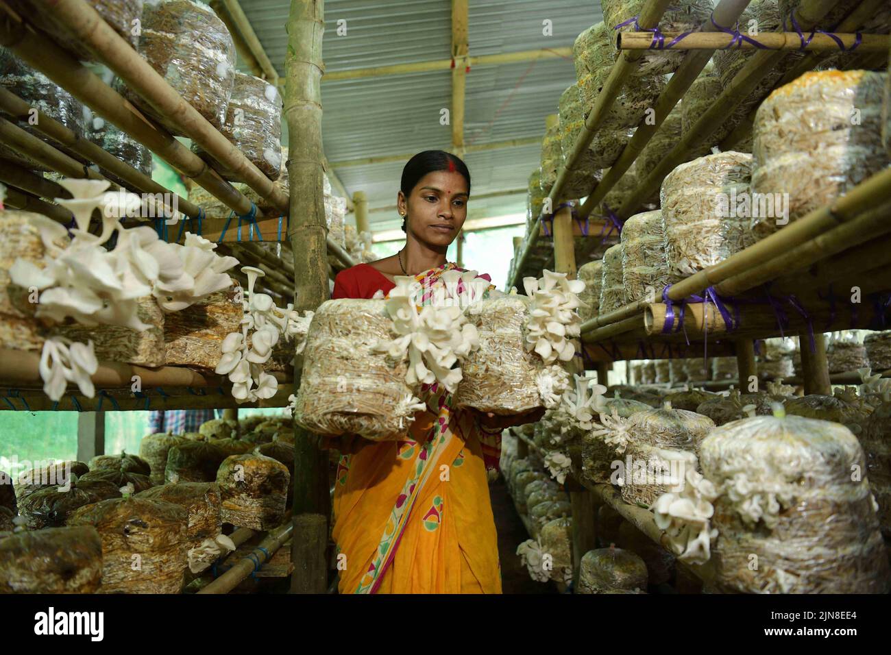 Workers, Men and Female are working at a mushroom farm on the outskirts ...