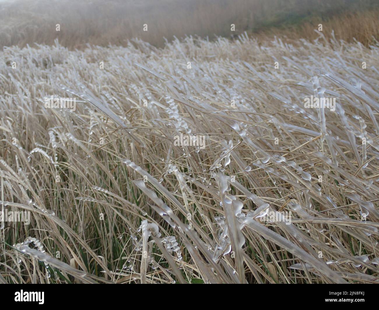 A shallow focus shot of frozen ice droplets on dry grass in the field ...