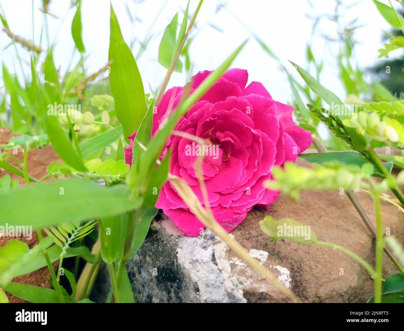 red rose laying on the road Stock Photo - Alamy