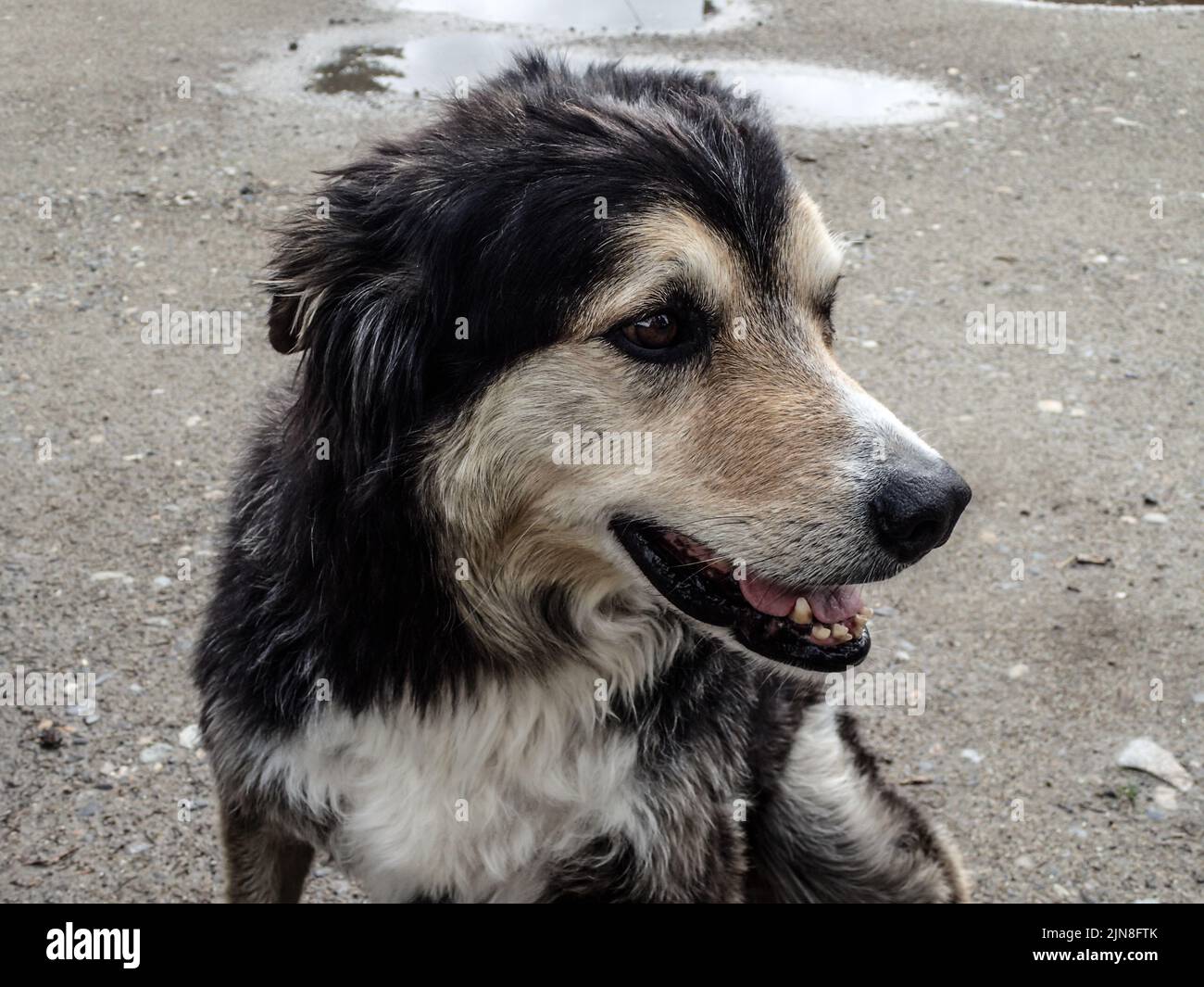 A farm dog standing on the floor and looking away with an open mouth ...