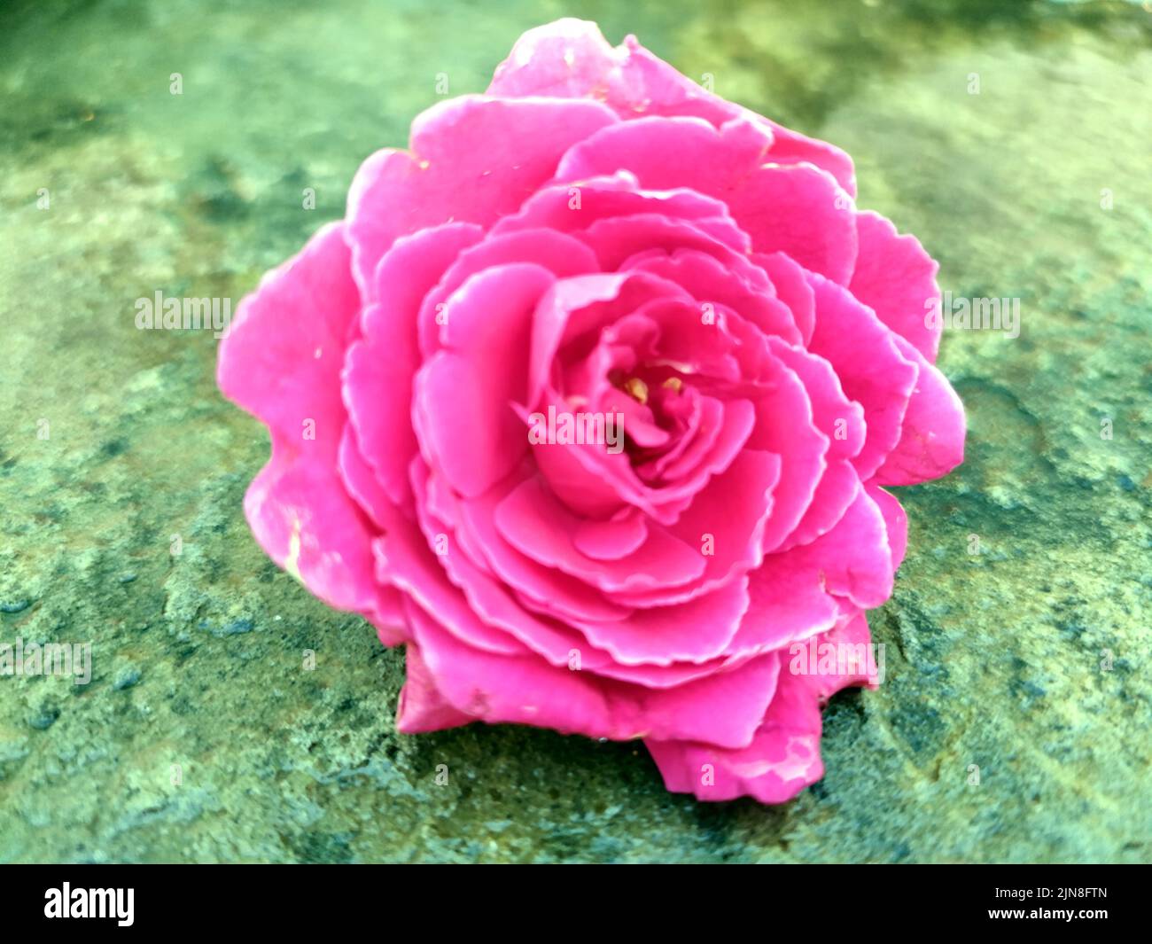 red rose laying on the road Stock Photo - Alamy