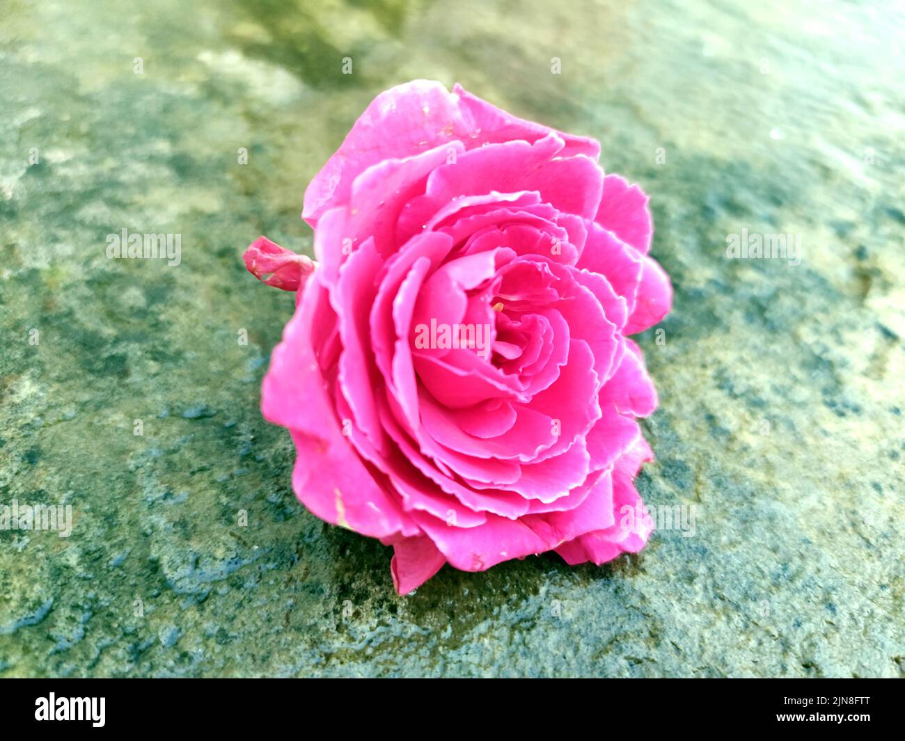red rose laying on the road Stock Photo - Alamy