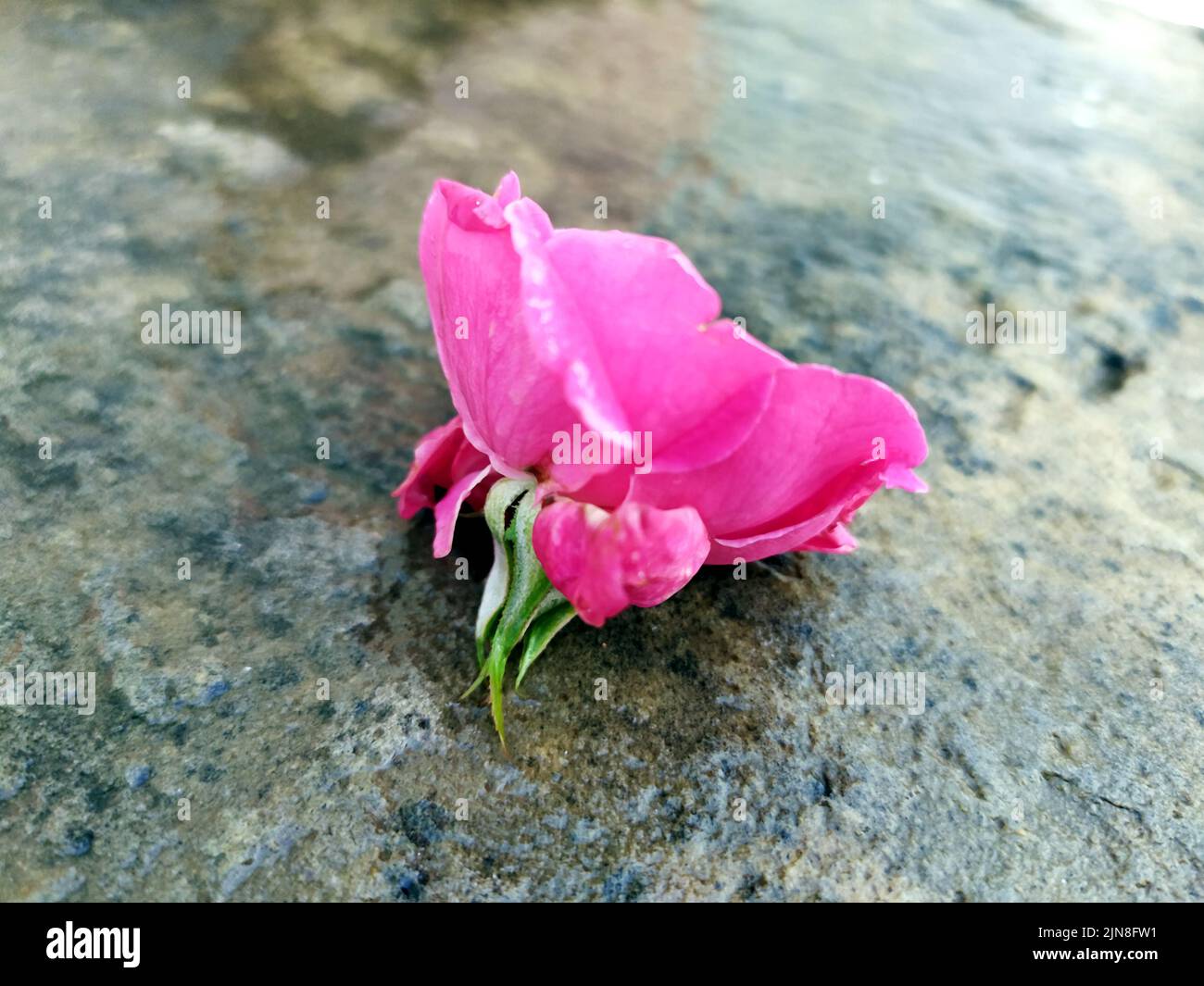 red rose laying on the road Stock Photo - Alamy