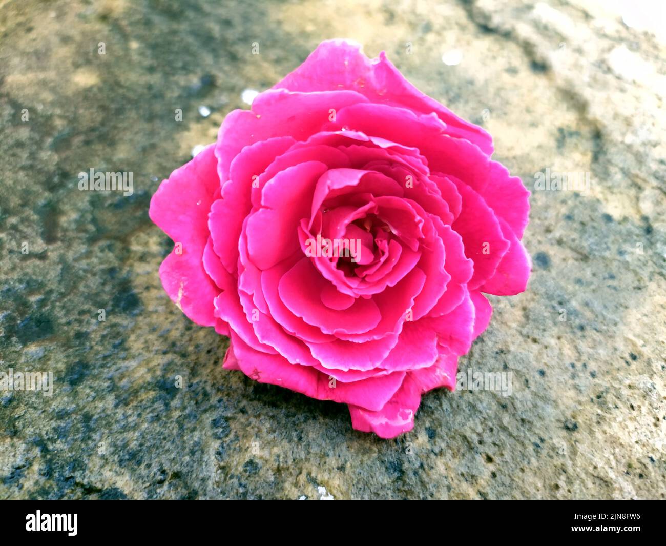 red rose laying on the road Stock Photo - Alamy