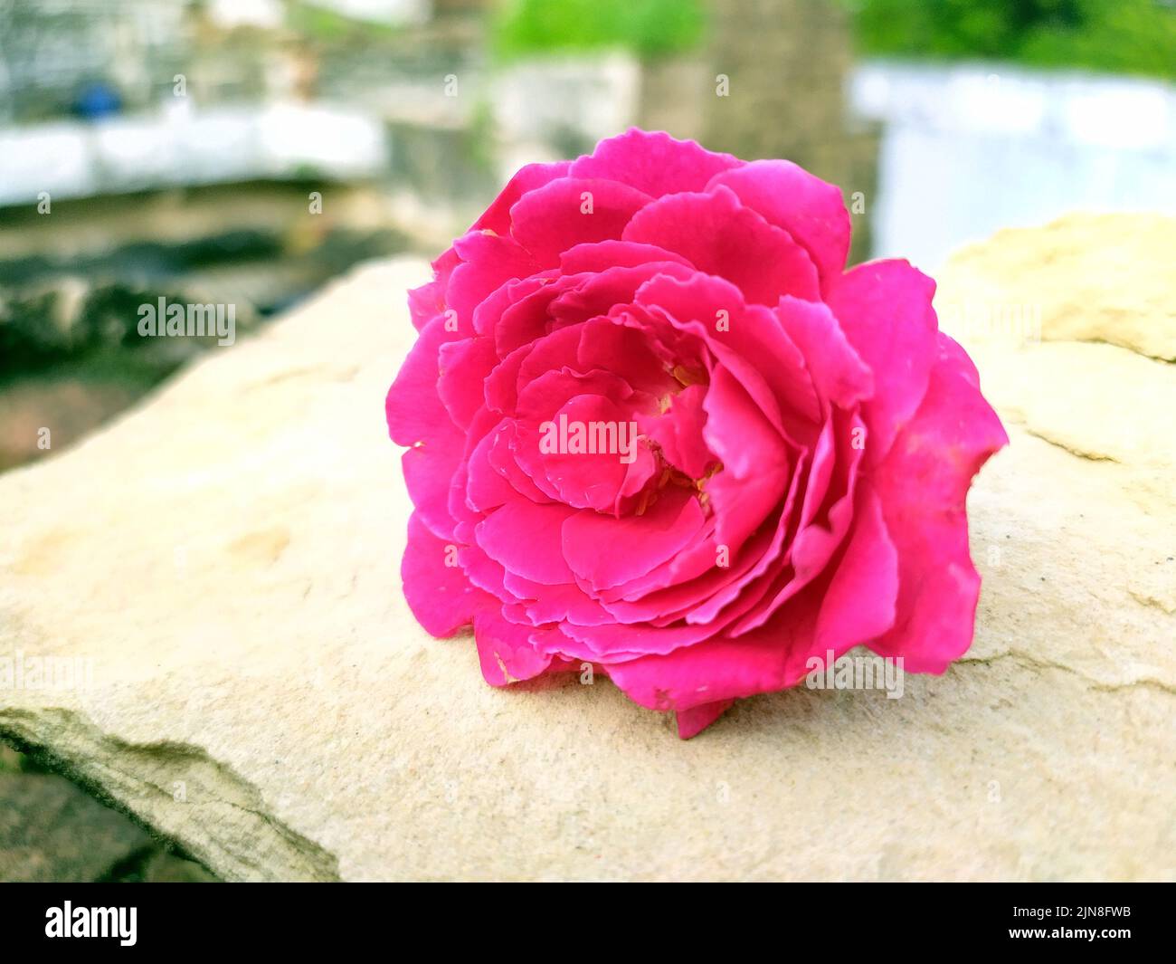 red rose laying on the road Stock Photo - Alamy