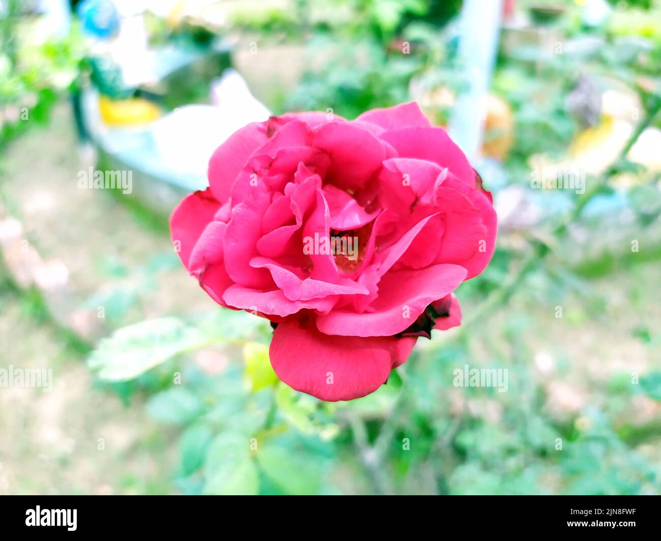 red rose laying on the road Stock Photo - Alamy