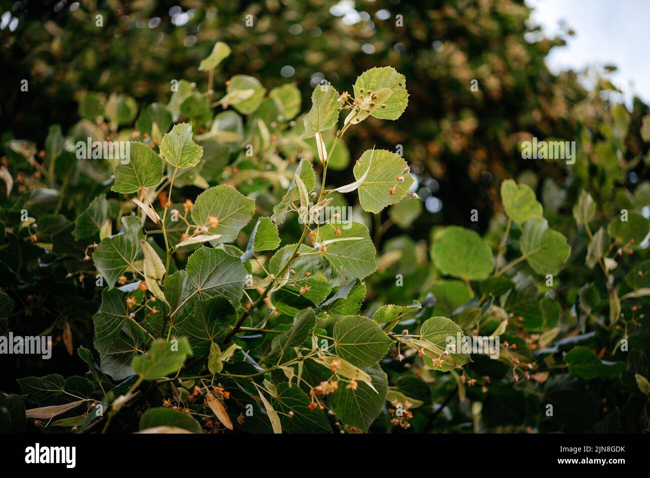 Linden or tilia tree flowers and leaves Stock Photo - Alamy
