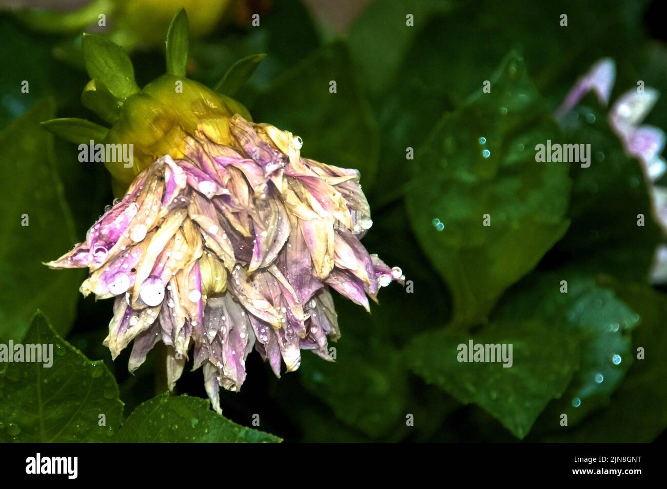 Withering flower hi-res stock photography and images - Alamy