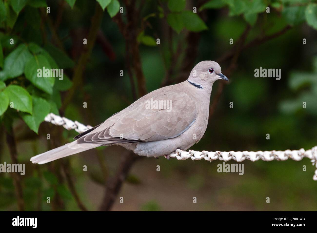 Closeup photo of a curious collared dove on a fence chain Stock Photo ...