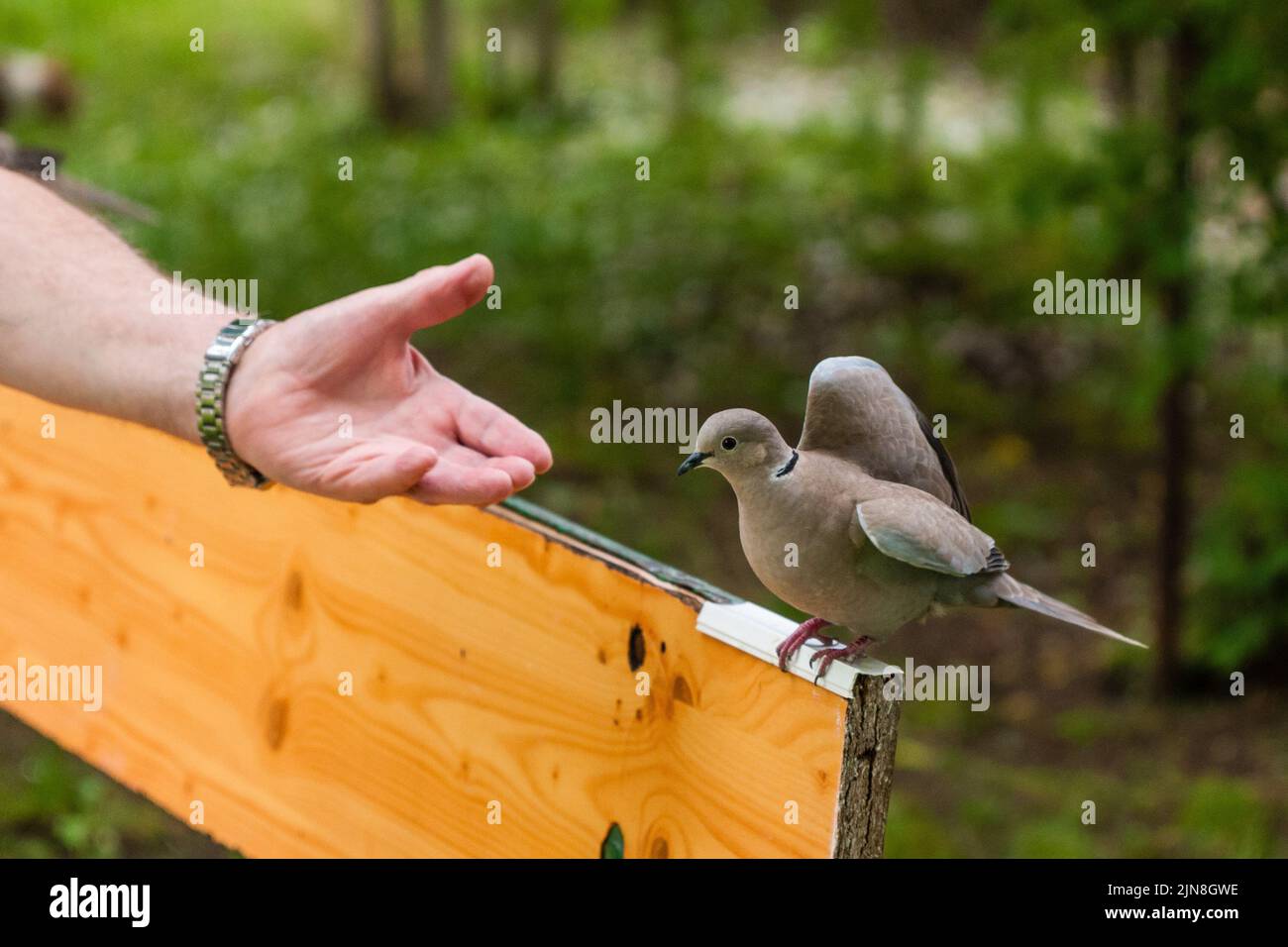 Photo of a man reaching his hand towards a collared dove Stock Photo ...