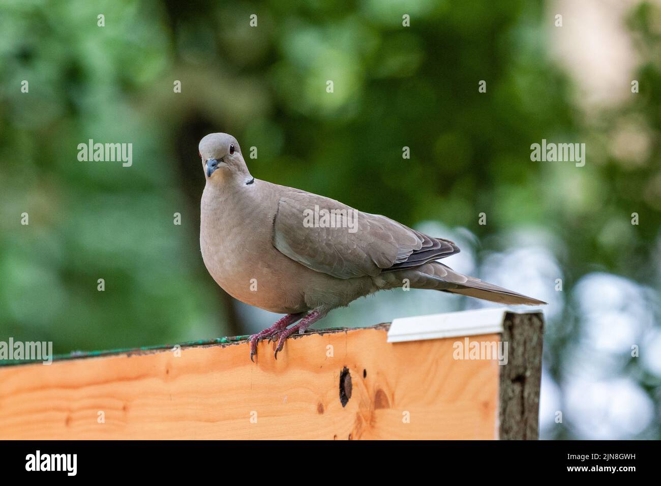 Closeup photo of an Eurasian collared dove resting on a bench Stock ...