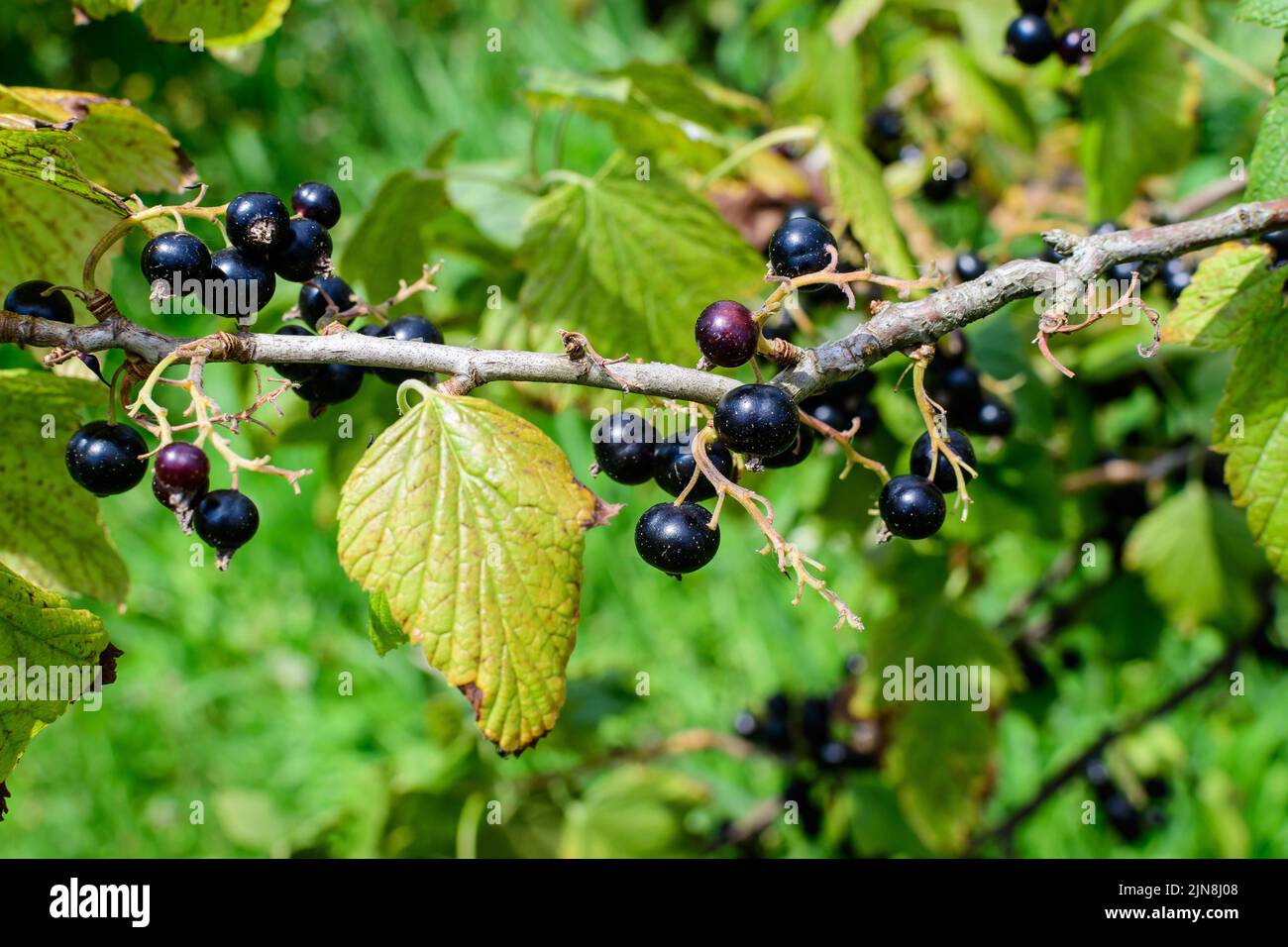 Fresh organic grown Blackcurrant or cassis fruits on a plant in a ...