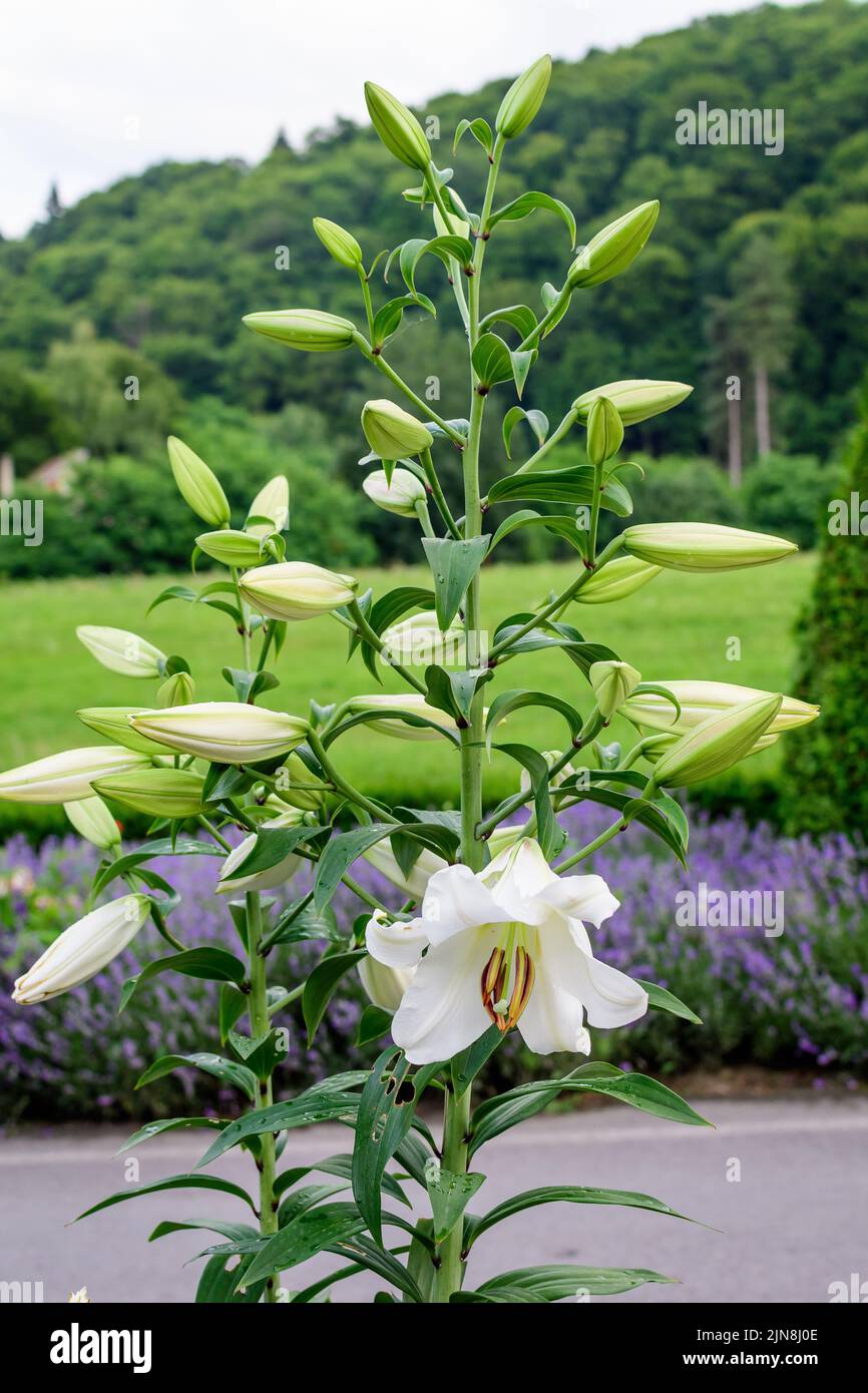 Group of many large white flowers and buds of Lilium or Lily plant in a ...