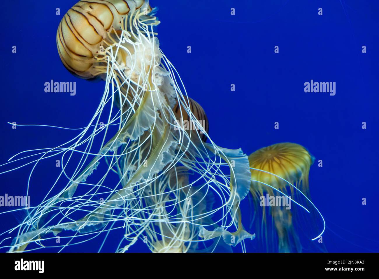 Georgia aquarium south american sea nettle hi-res stock photography and ...