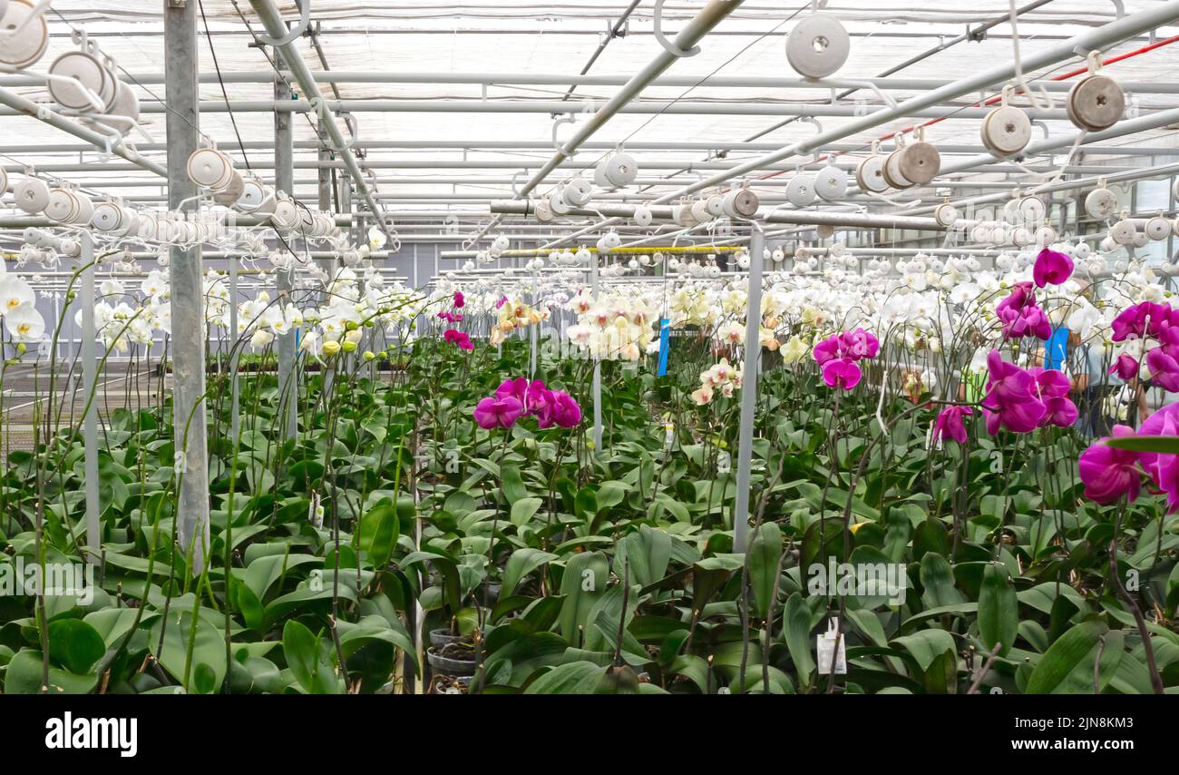Bromeliad flower and Orchid nursery farm ornamental and flower green ...