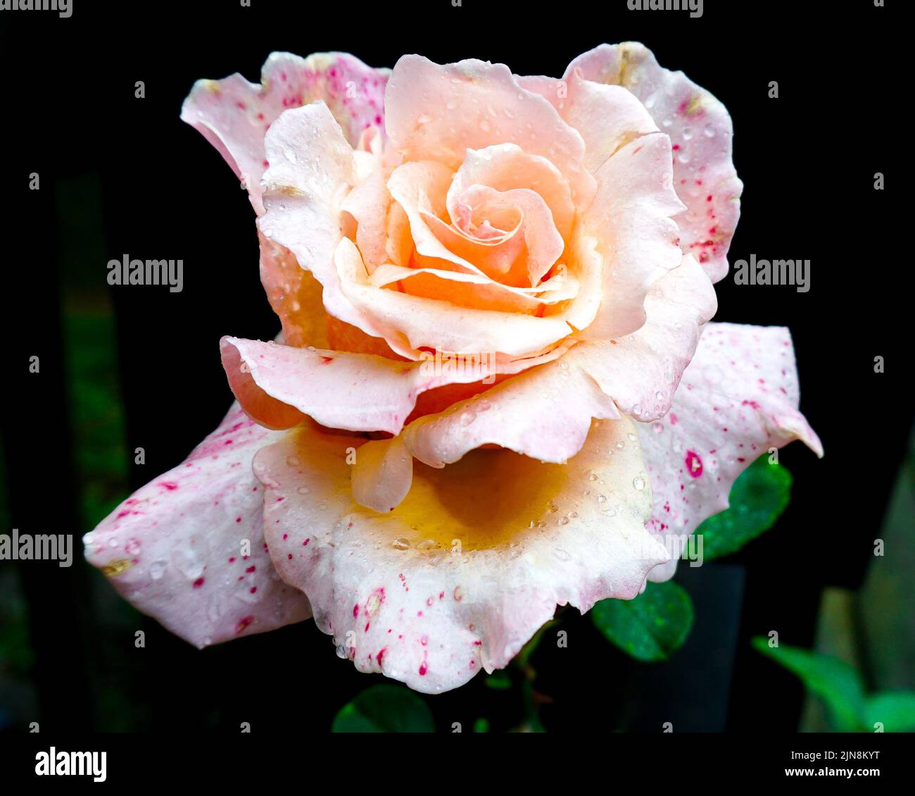 Peach rose flower blooming hi-res stock photography and images - Alamy