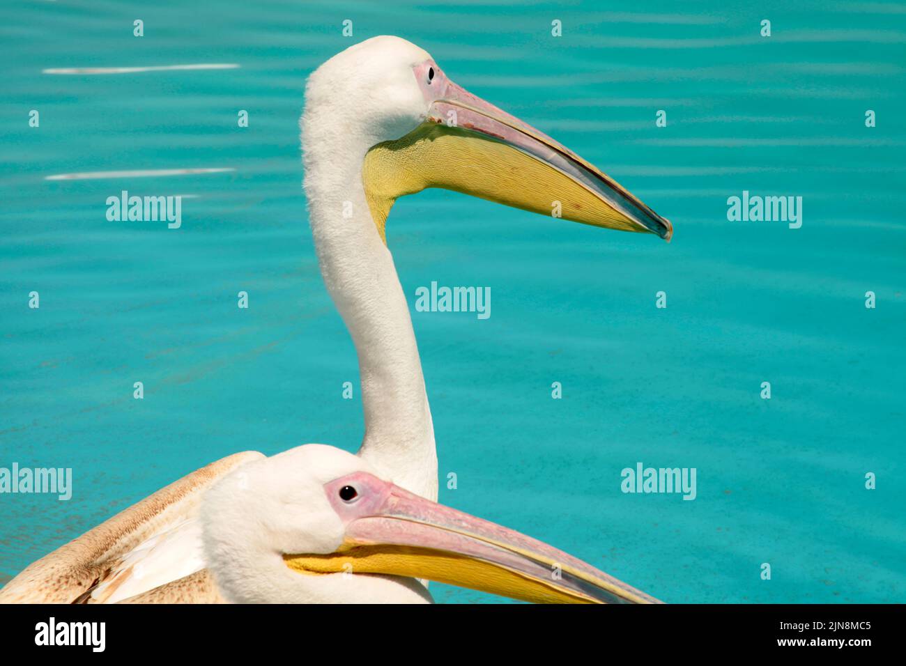 pelican birds swimming in the pool Stock Photo - Alamy