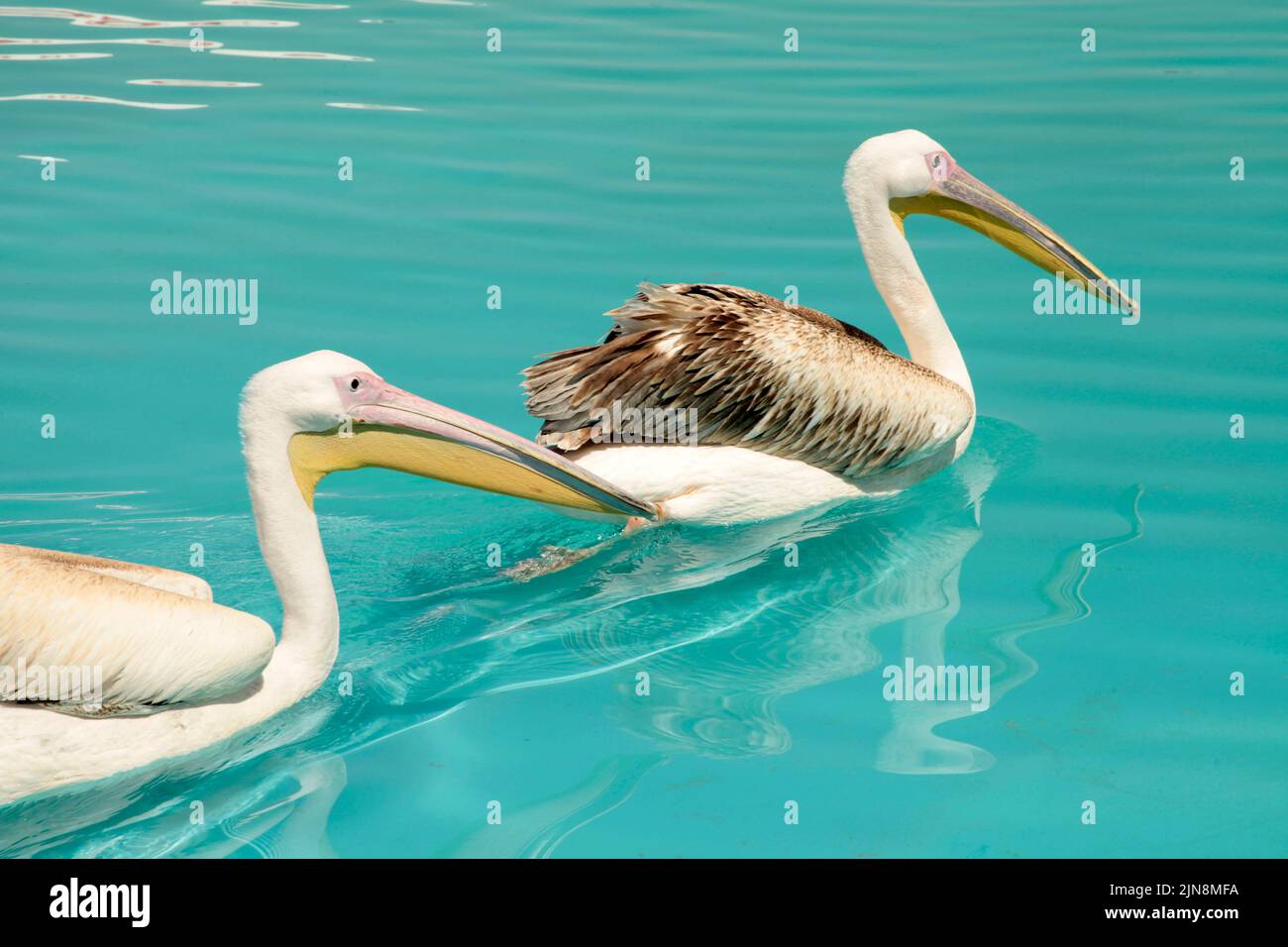 pelican birds swimming in the pool Stock Photo - Alamy