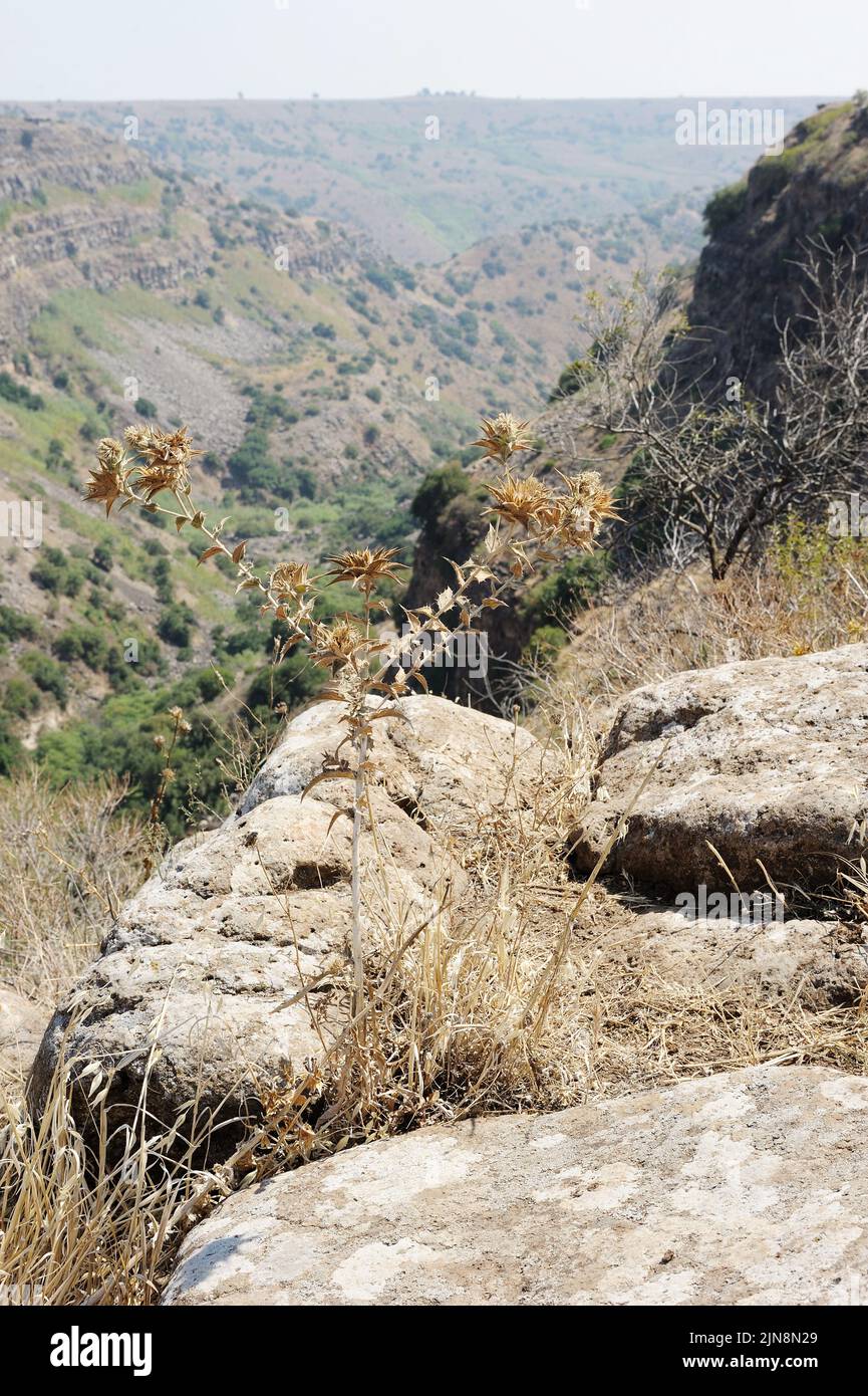 Gamla Nature Reserve in Israel - the ancient city and the tallest ...