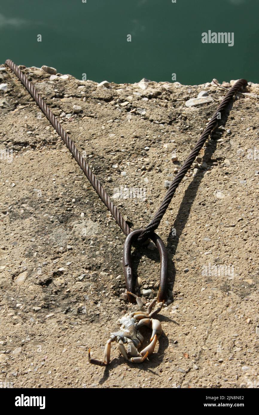 Iron ring and wire rope, a dead crab Stock Photo - Alamy