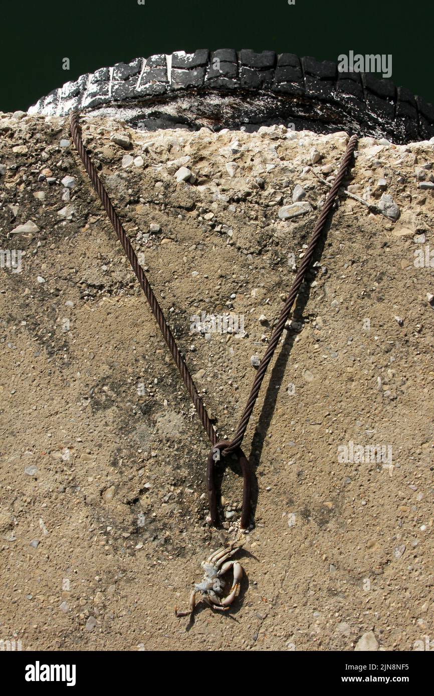 Iron ring and wire rope, a dead crab Stock Photo - Alamy