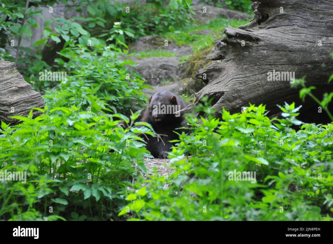 The animals of the zoo of Skansen Stock Photo - Alamy
