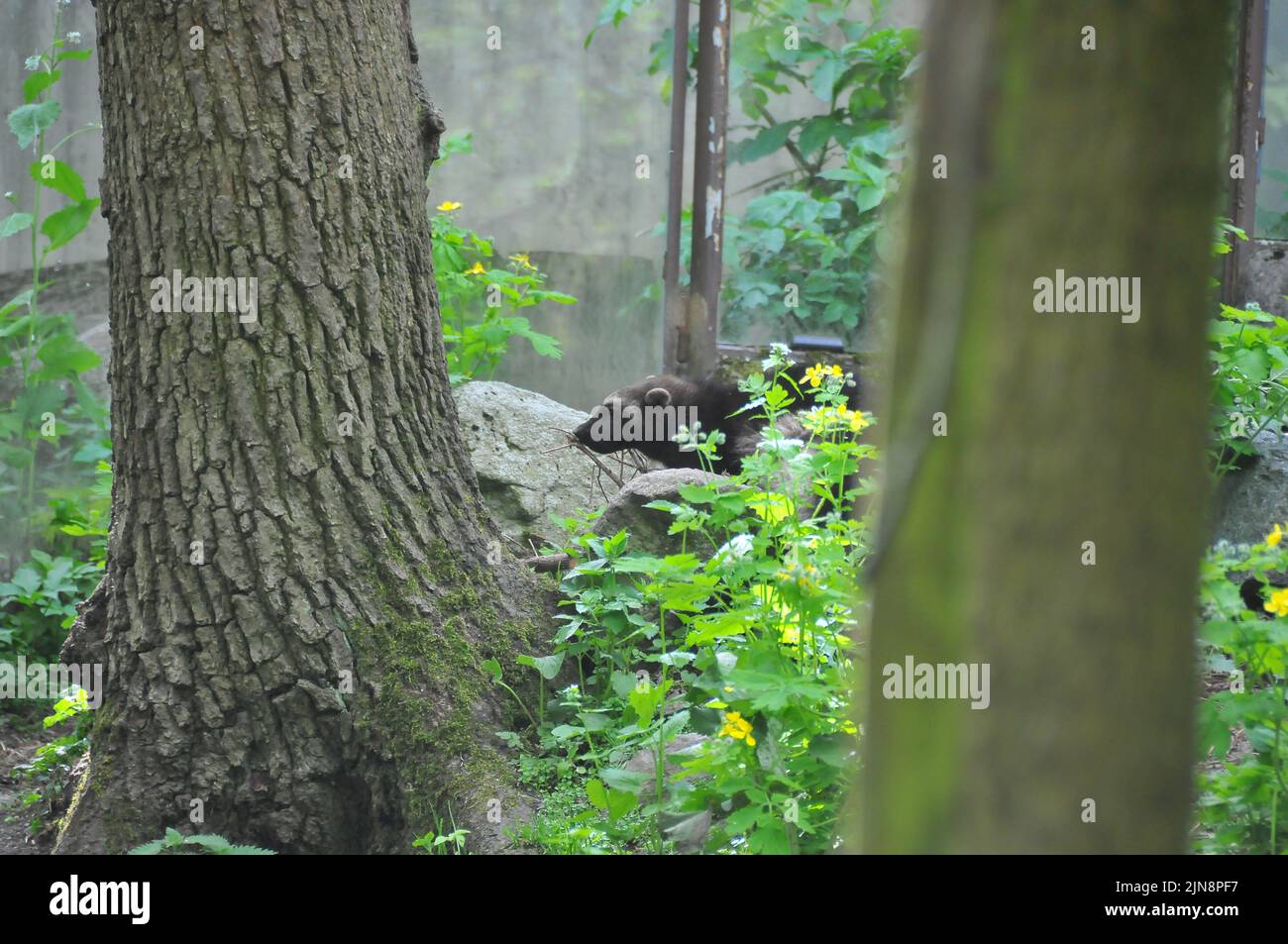 The animals of the zoo of Skansen Stock Photo - Alamy