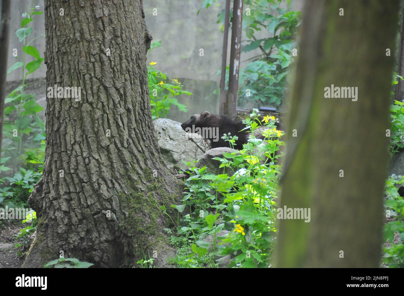 The animals of the zoo of Skansen Stock Photo - Alamy