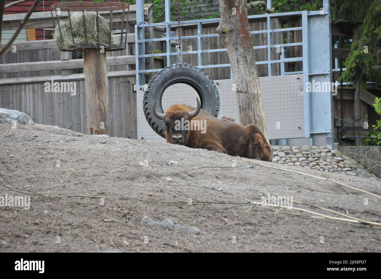The animals of the zoo of Skansen Stock Photo - Alamy