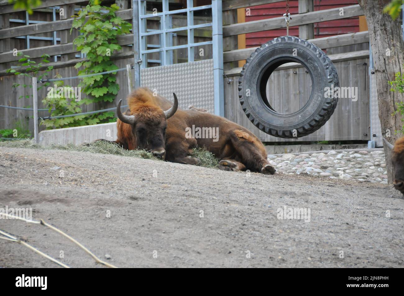 The animals of the zoo of Skansen Stock Photo - Alamy