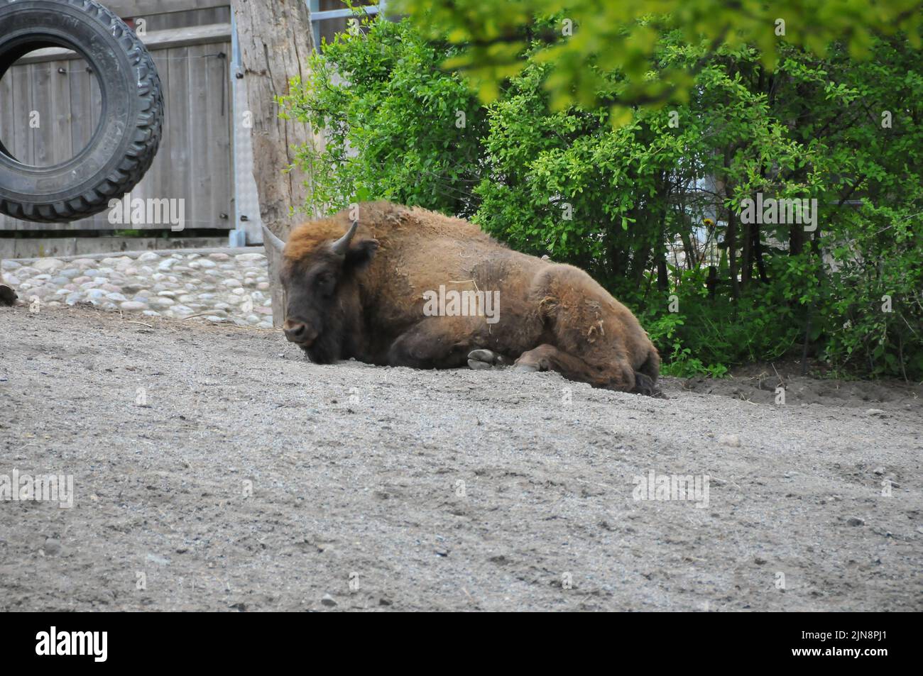 Skansen zoological garden hi-res stock photography and images - Alamy