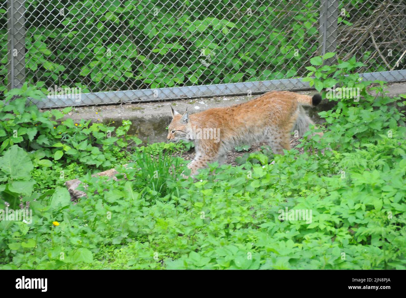 The animals of the zoo of Skansen Stock Photo - Alamy