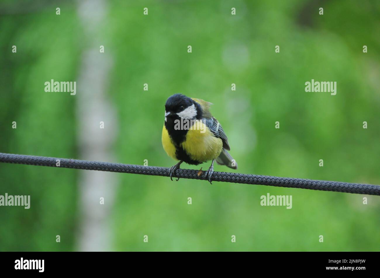 The animals of the zoo of Skansen Stock Photo - Alamy