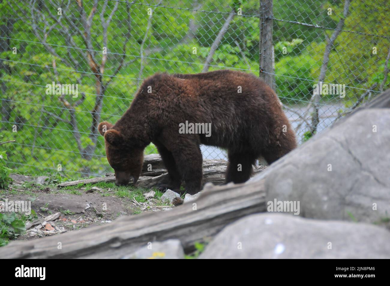The animals of the zoo of Skansen Stock Photo - Alamy