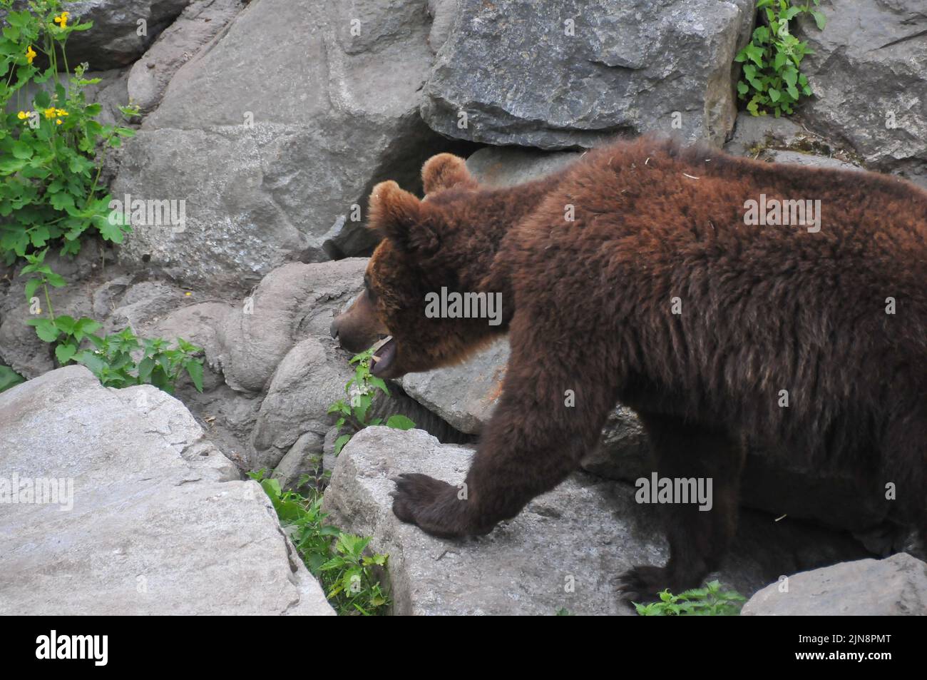The animals of the zoo of Skansen Stock Photo - Alamy